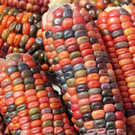 Earth Tones Dent Corn Seed Ornamental And Edible Used For Fall