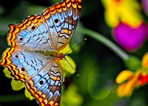 The Longing The Pindaric Ode By Pawel Markiewicz Poetry Catalog