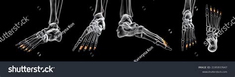 Middle Phalanges Foot Human Foot Anatomy Stock Illustration 2195937647 Shutterstock