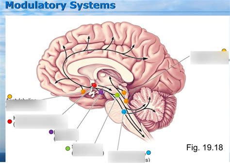 Modulatory Systems Diagram Quizlet