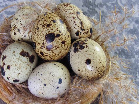 Quail Bird Egg