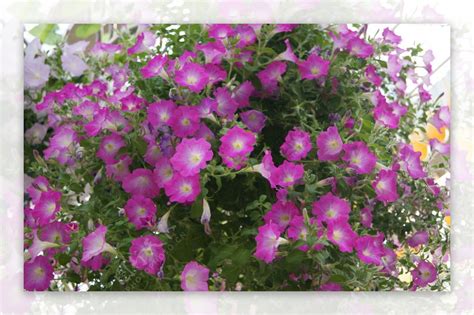 喇叭花图片素材 编号15347931 图行天下