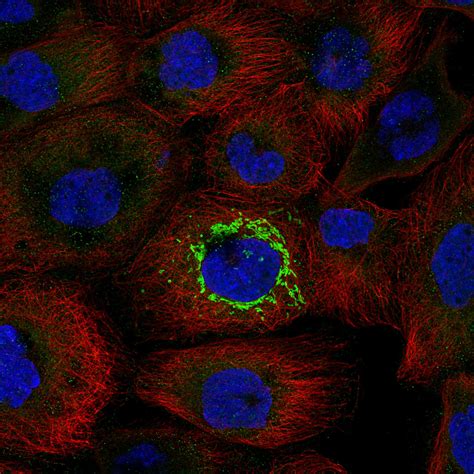 Subcellular Areg The Human Protein Atlas
