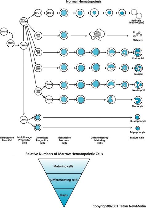 Imagehematopoyesis Normal Manual De Veterinaria De Msd