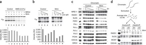 Mre11 Nuclease Activity Is Required For Dna Replication Upon Fork Download Scientific Diagram