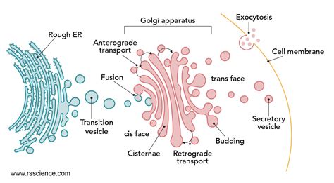 Golgi Apparatus Function The Post Office Inside The Cells Rs Science