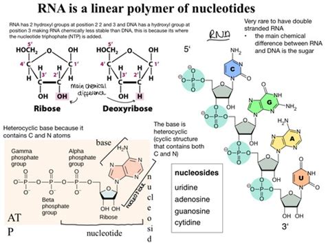 RNA Structure And Transcription Flashcards Quizlet
