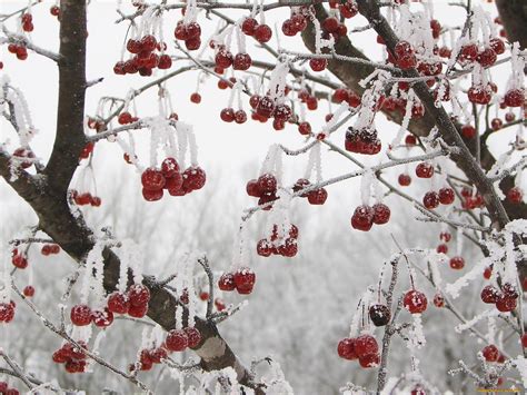 Обои Природа Ягоды обои для рабочего стола фотографии Обои для рабочего стола скачать обои