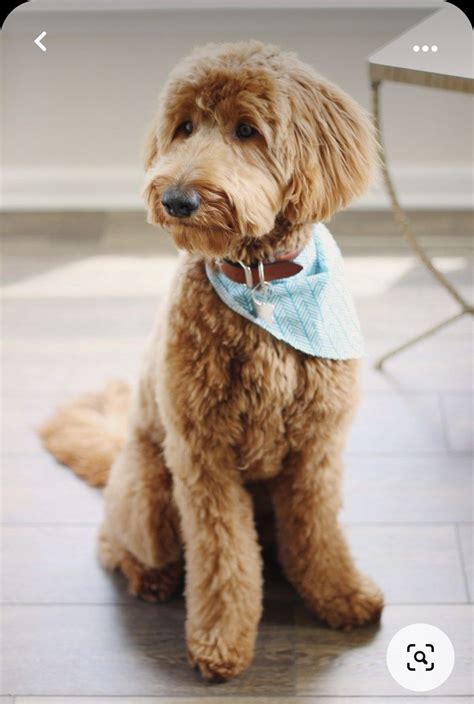 Goldendoodle Summer Haircut Teddy Bear Doodle Haircut Cute Dogs Funny