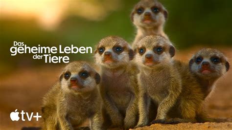 Das Geheime Leben Der Tiere Offizieller Trailer Apple Tv Youtube