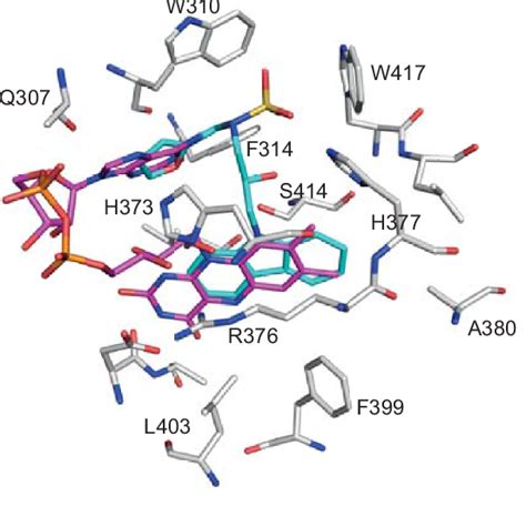 Crystal Structures Of Cry2 In Complex With Kl001 Pdb 4mlp And Fad Download Scientific