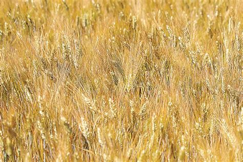 Добрата реколта се прави с добри семена и с добри партньори