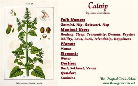 Magical Properties Of Catnip Herbal Magic Magical Herbs Magic Herbs