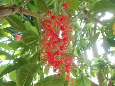 今日の植物公園赤いサガリバナ 広島市植物公園ブログ