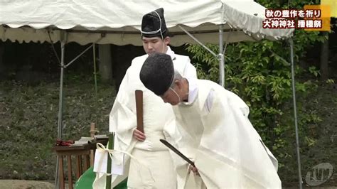 神前に供える米作り神事 大神神社 播種祭 YouTube