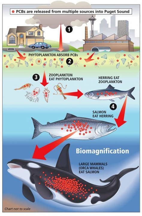 Bioaccumulation Archives Cimi School Ap Environmental Science Environmental Science