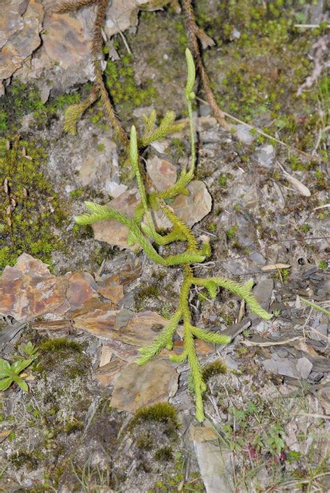 石松類 石松科 石松屬 日本石松 全株 台14甲33k5 34k4 Lycopodium Japonicum Flickr