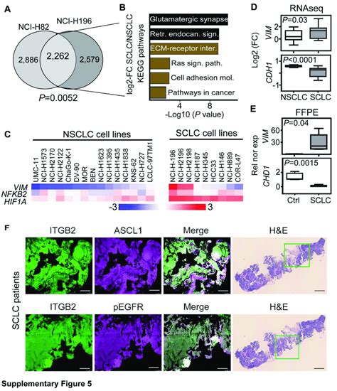 Figure S5 Active Egf Signaling And Pro Oncogenic Pathways Are Download Scientific Diagram