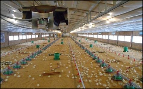 Brooding Temperature Recommendations Hybrid