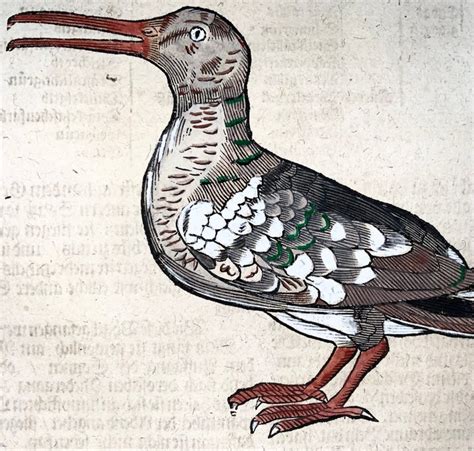 Conrad Gesner [1516 1565] Konrad Gessner Woodcock Ornithology