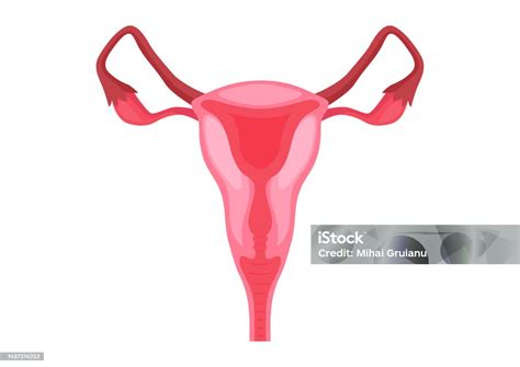 흰색 배경에 여성 생식 기관 여성 생식 기관의 벡터 그림 건강관리와 의술에 대한 스톡 벡터 아트 및 기타 이미지 건강관리와 의술 과학 난소 Istock