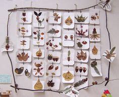 15 Tree Project Ideas Tree Study Tree Identification Tree