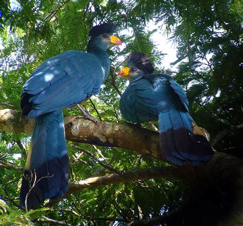 Beautiful Great Blue Turaco Bird In Central Africa