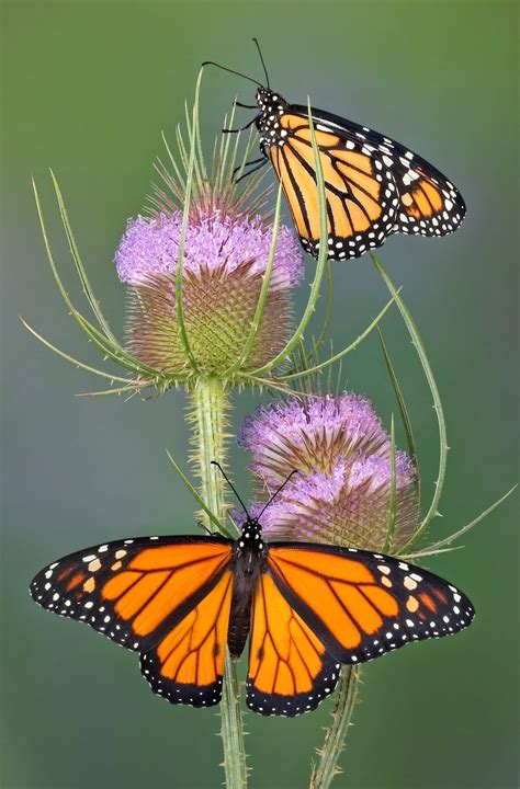 Amy Brown Science Insects A Dichotomous Classification Key Activity