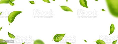 녹색 플라잉 잎 프레임 신선한 차 배경 잎이 떨어지고 있습니다 녹색 단풍 장식 비건 에코 유기농 디자인 요소 화장품 패턴 테두리 뷰티 제품 벡터 일러스트레이션 음식에 대한