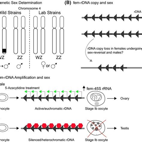 Sex Determination In Zebrafish A Zebrafish Strains In The Wild Have
