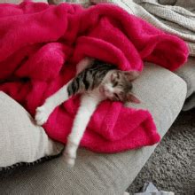 Cat Yawn Cat Yawn Discover And Share S Cat Yawn Cat Yawn Discover And Share S