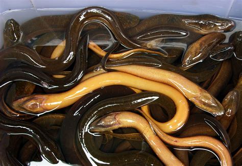 What Is Eels Fish Eel Electric Animals Lifespan Animal Uktv All About
