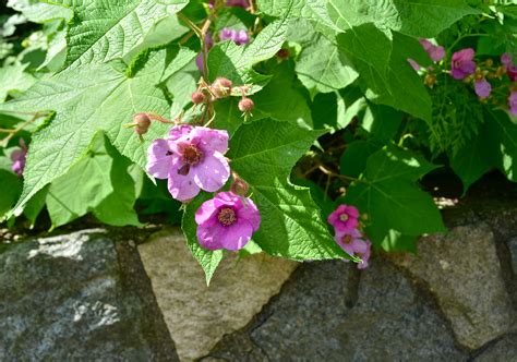 Purple Flowering Raspberry Watching For Wildflowerswatching For Wildflowers