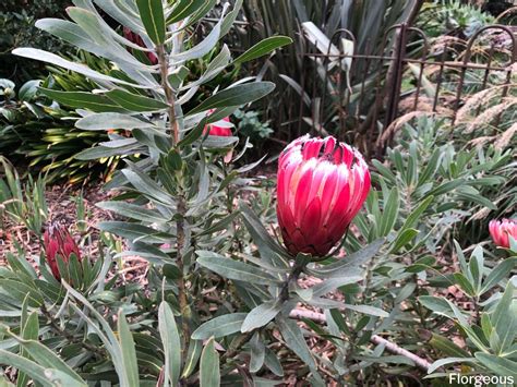 How To Grow And Care For Protea Flowers Florgeous