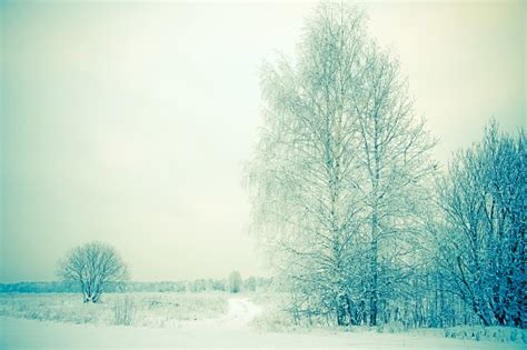 겨울 풍경 나무의 가지에 눈 덮개 드리프트 눈의 필드 겨울 자연 배경입니다 0명에 대한 스톡 사진 및 기타 이미지 0명 12월 겨울 Istock
