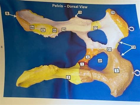 Pelvis Dorsal View Diagram Quizlet