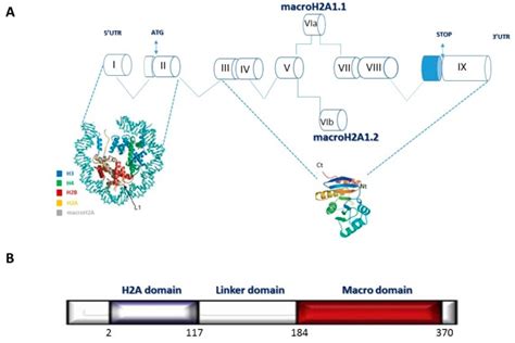 Histone Macroh2a1 A Chromatin Point Of Intersection Between Fasting Senescence And Cellular