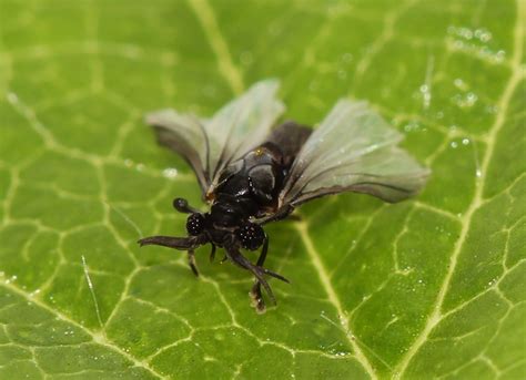 Strepsiptera Strepsiptera Royal Entomological Society