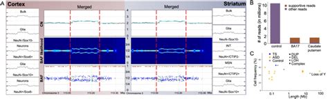 Detection And Validation Of Somatic Large Structural Mutation In Brain Download Scientific