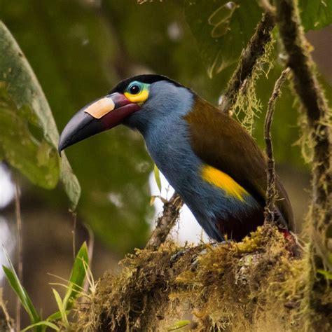 Plate Billed 133558 Biofaces Bring Nature Closer
