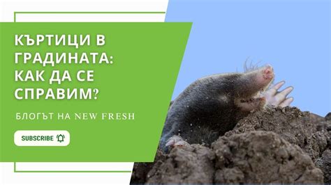 КЪРТИЦИ В ГРАДИНАТА: КАК ДА СЕ СПРАВИМ? - YouTube