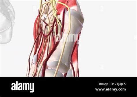Metacarpal Arteries Stock Videos And Footage Hd And 4k Video Clips Alamy