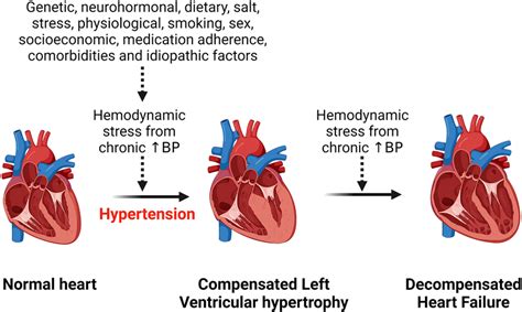 Effect Of Chronic Hemodynamic Stress On The Heart Chronic Hypertension