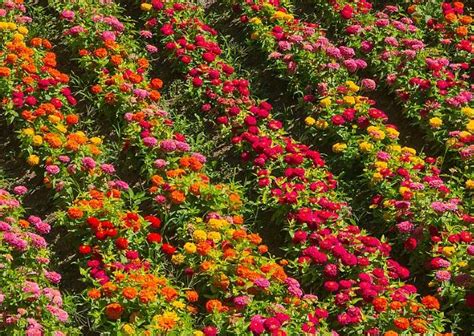 Lepi čovek Cveće Za Atraktivnu Baštu Bez Velikog Napora Agro Saveti