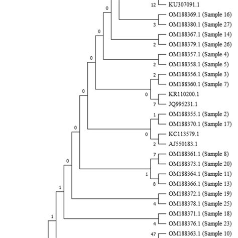 phylogenetic tree based on mtcoi sequences from t vaporariorum the