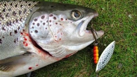Best Tips For Selecting The Right Salmon Fly For Any Situation