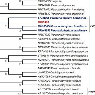 Phylogenetic Tree Was Constructed Based On ITS Sequences Bootstrap Download Scientific Diagram