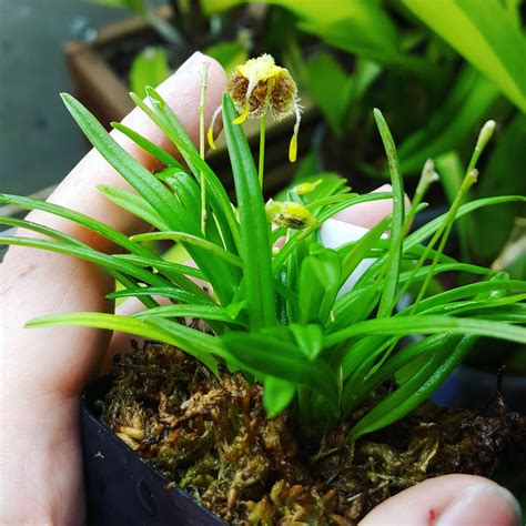 48 Best Masdevallia Images On Pholder Orchids Botanical Porn And Plants