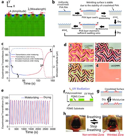 A The First Eigenmode Of Wrinkled Shape Obtained From The Linear