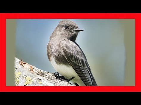 Black Phoebe Song Black Phoebe Call Black Phoebe Sound Mosquero